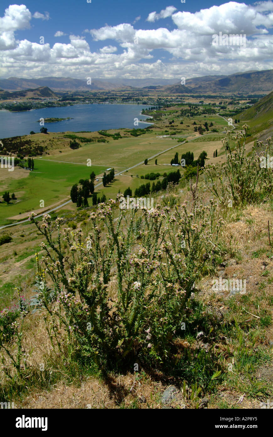 Shore or Slender Thistle (Carduus tenuiflorus) weed on agricultrual ...
