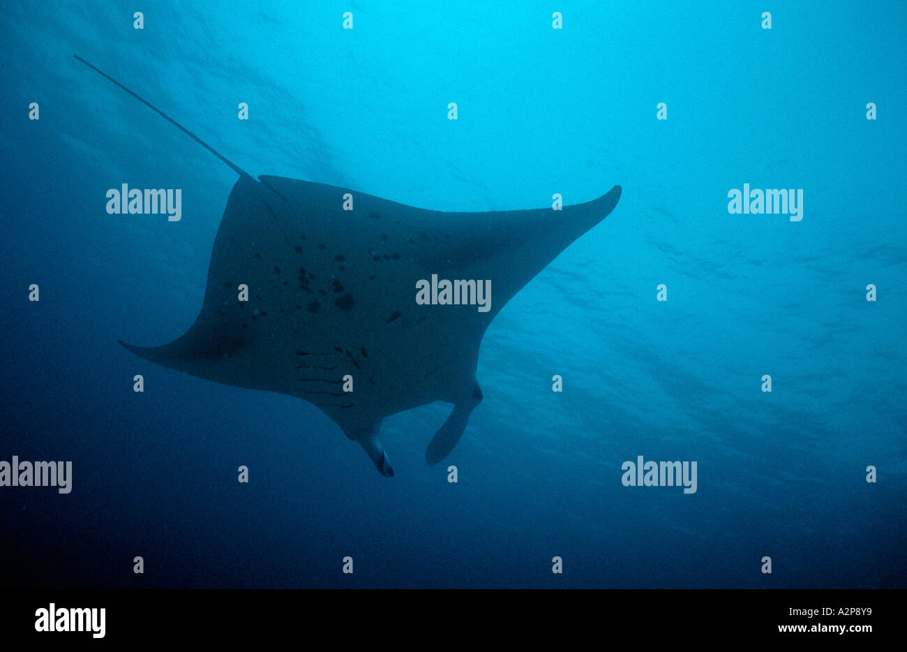 Reef Manta Ray (Mobula alfredi), Vadoo Island, South Male Atoll ...