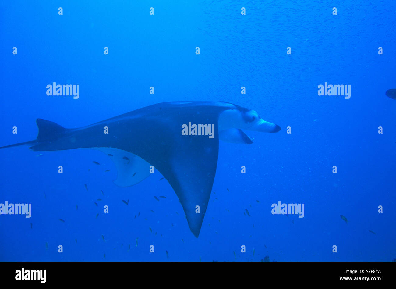 Reef Manta Ray (Mobula alfredi), Vadoo Island, South Male Atoll ...