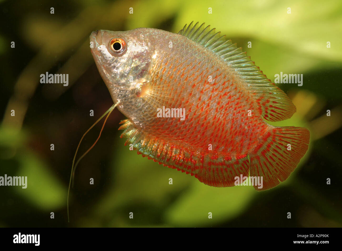 dwarf gourami (Colisa lalia), male Stock Photo - Alamy