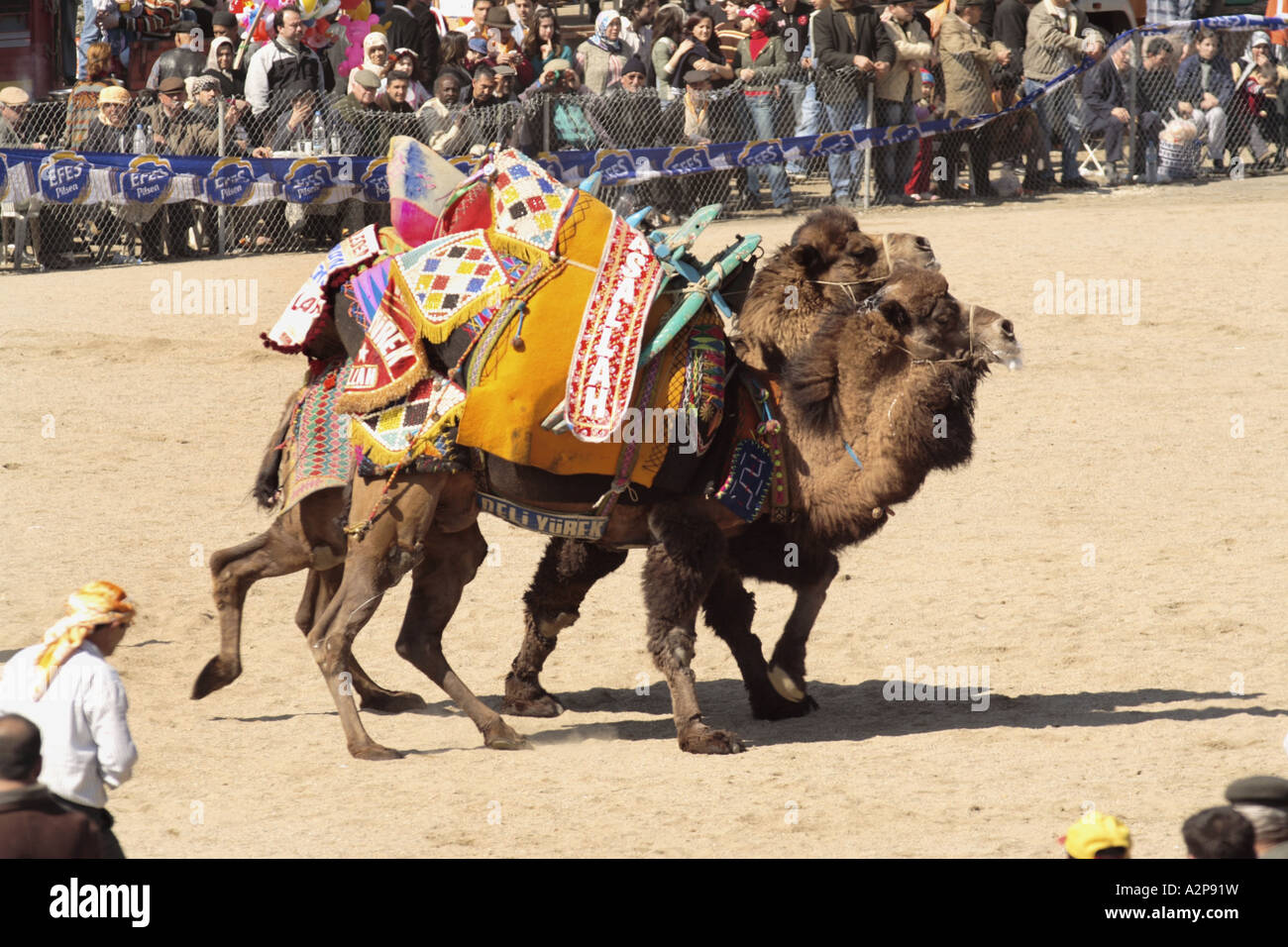 dromedary, one-humped camel (Camelus dromedarius), fighting camels ...