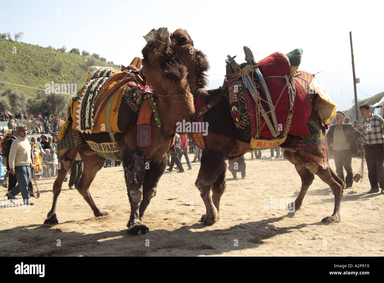 dromedary, one-humped camel (Camelus dromedarius), fighting camels ...