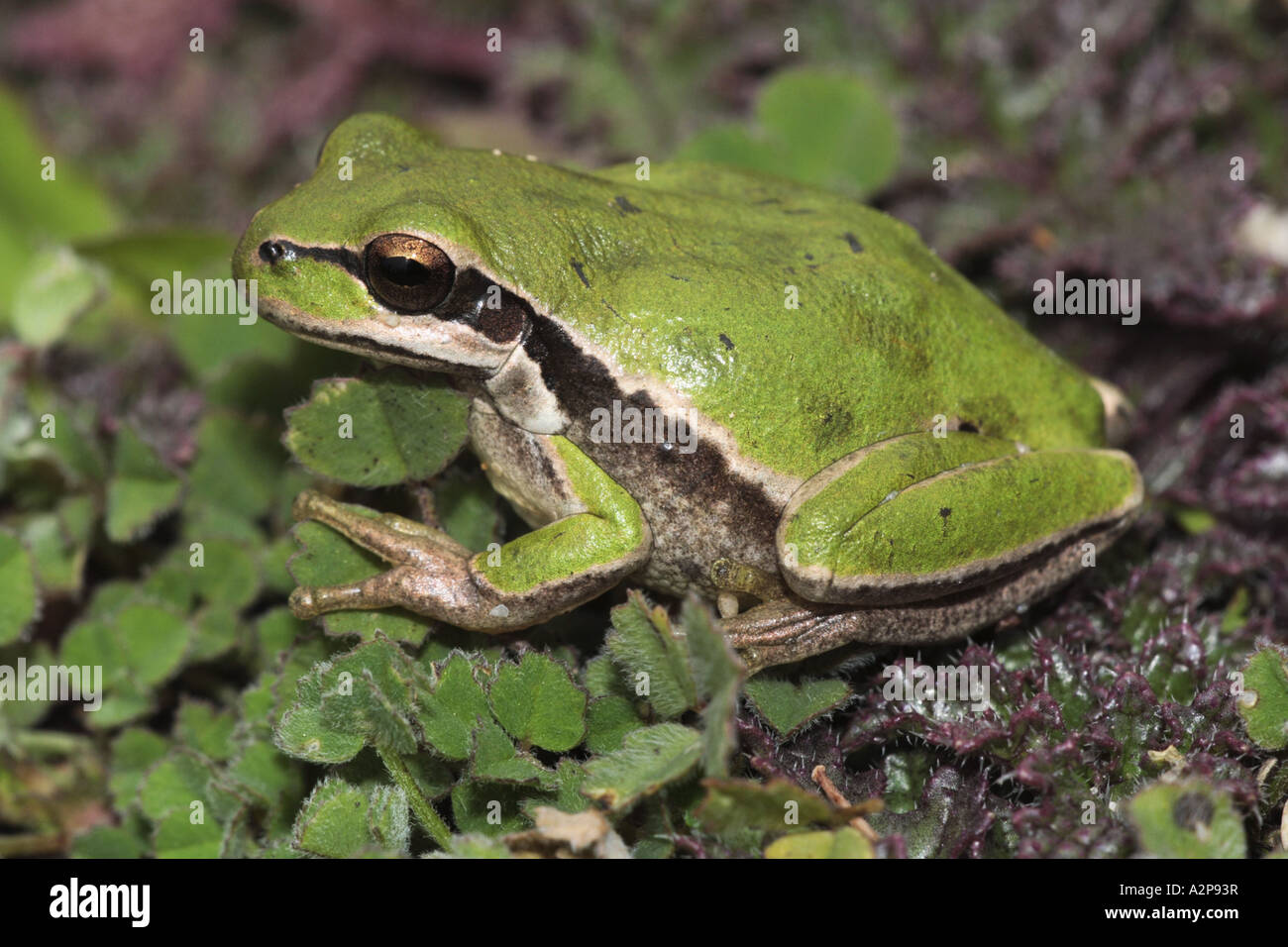 Yellow-lemon Tree Frog, Yellow lemon Tree Frog (Hyla savignyi), in its ...
