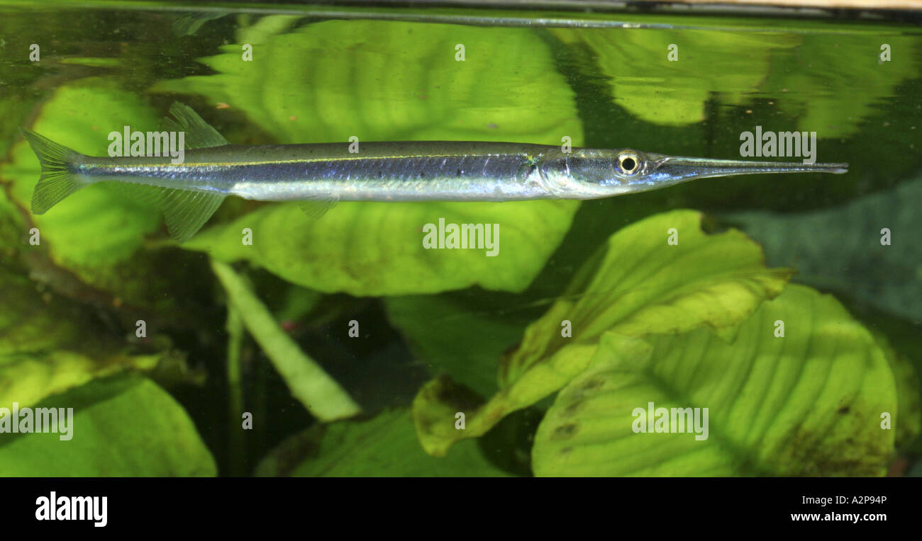 Round tailed garfish hi-res stock photography and images - Alamy