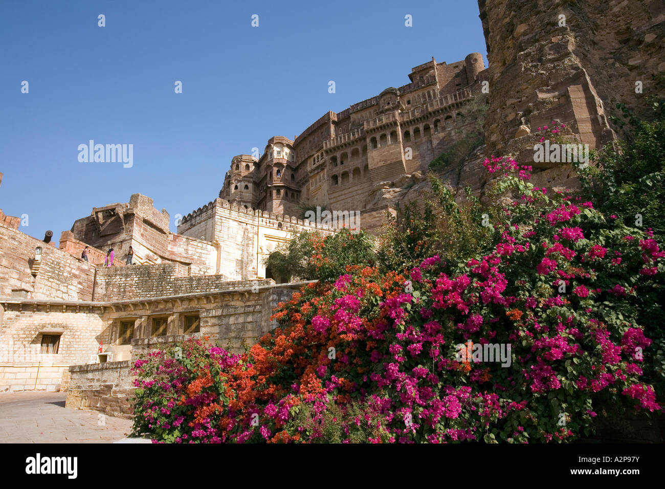 Bougainvillea rajasthan flower hi-res stock photography and images - Alamy
