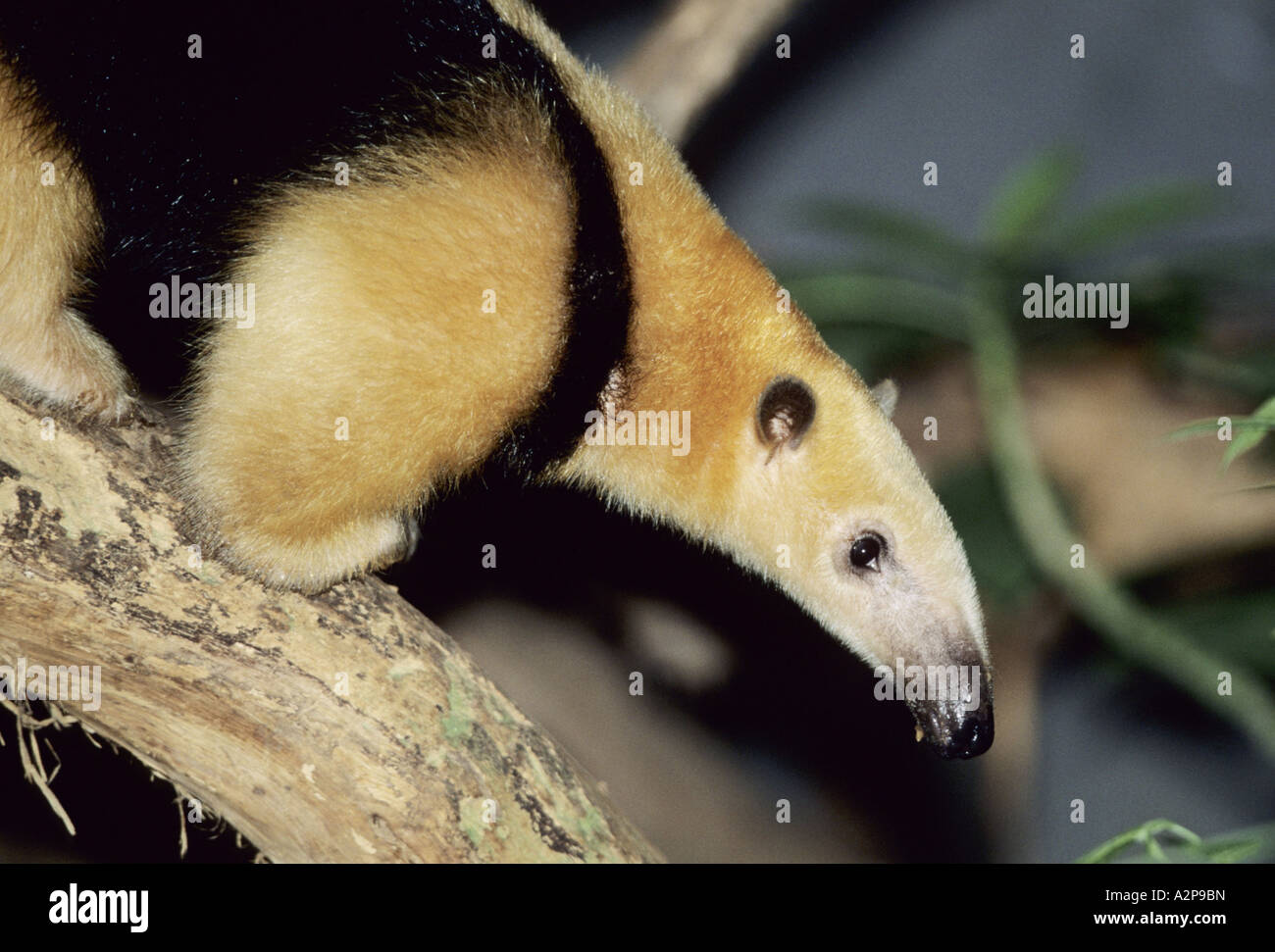 Northern Tamandua, Little Ant Bear (Tamandua mexicana), portrait, Costa ...