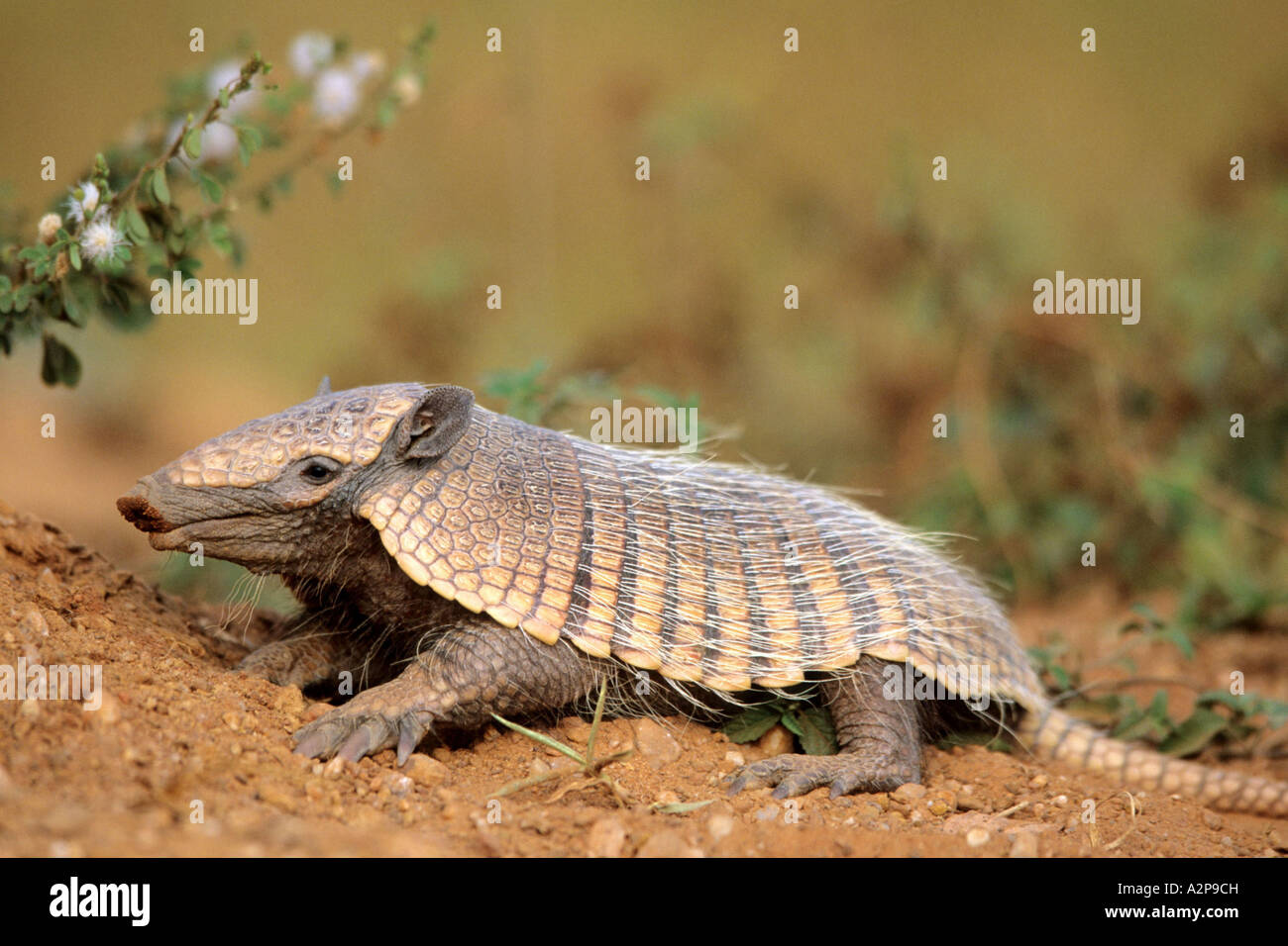 six-banded armadillo, long-nosed armadillo (Euphractus sexcinctus ...
