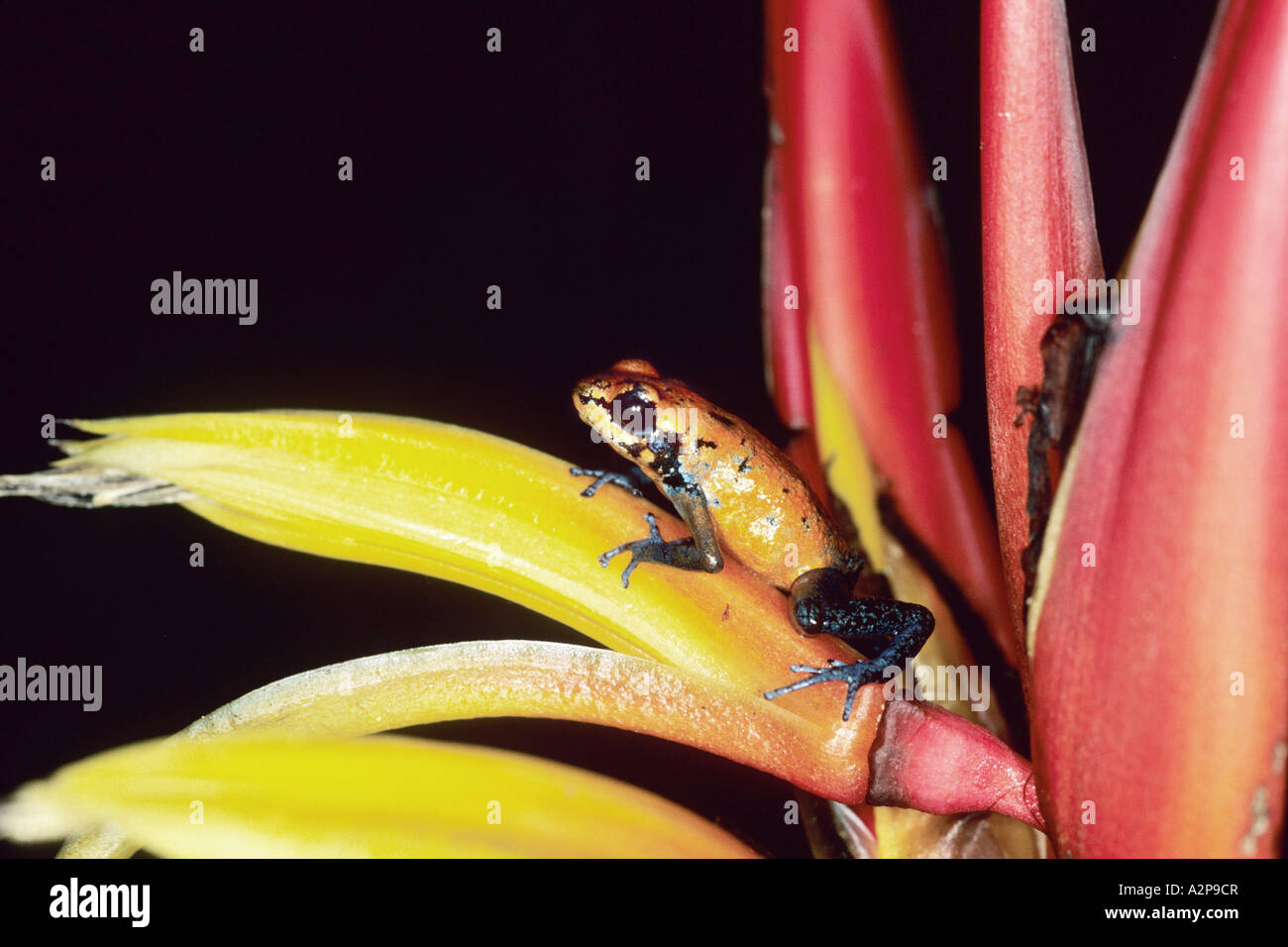 strawberry poison-arrrow frog, red-and-blue poison-arrow frog, flaming ...