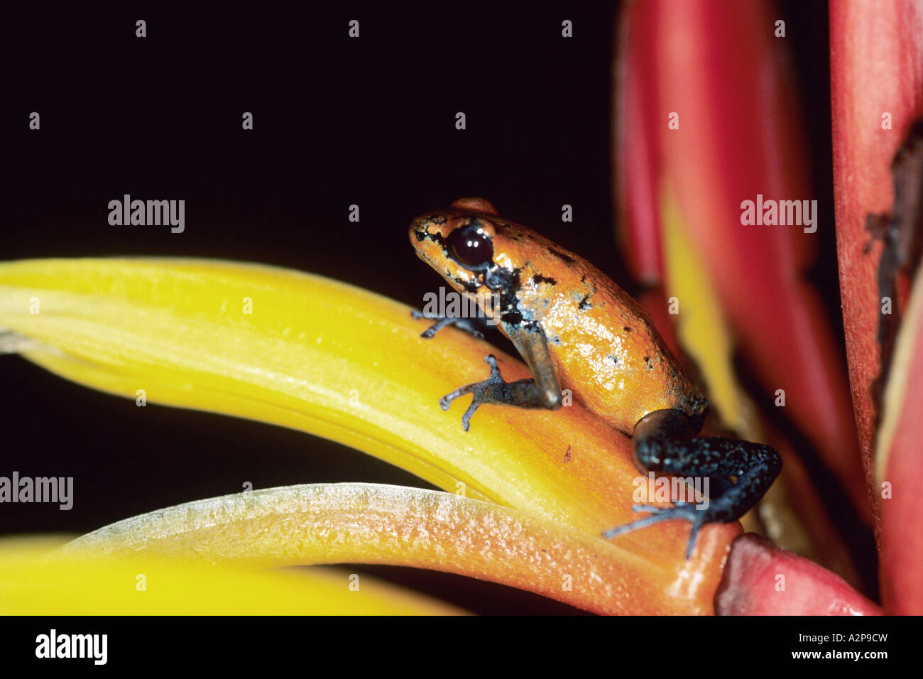 strawberry poison-arrrow frog, red-and-blue poison-arrow frog, flaming ...