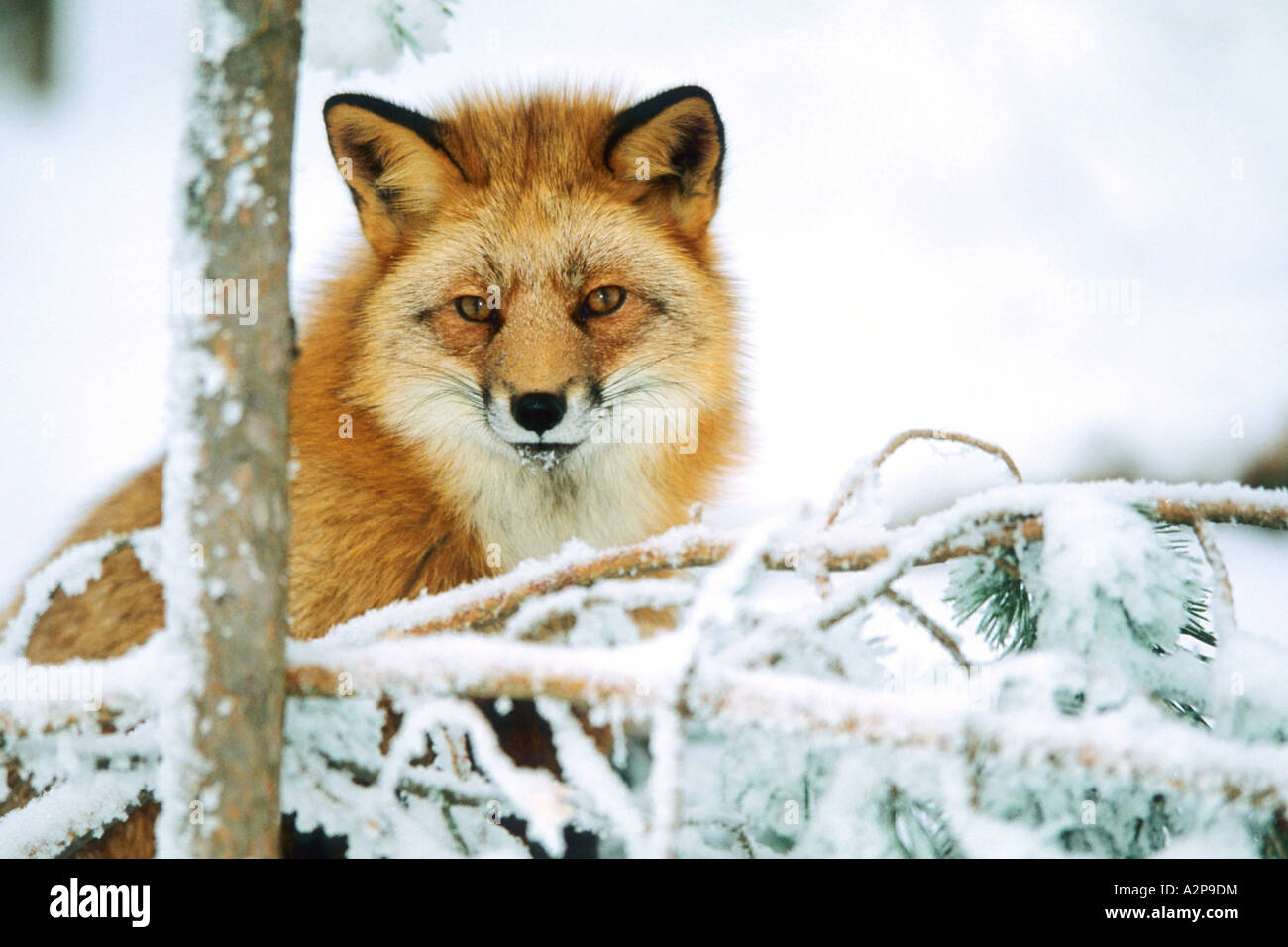 red fox (Vulpes vulpes), in winter, Finland Stock Photo - Alamy