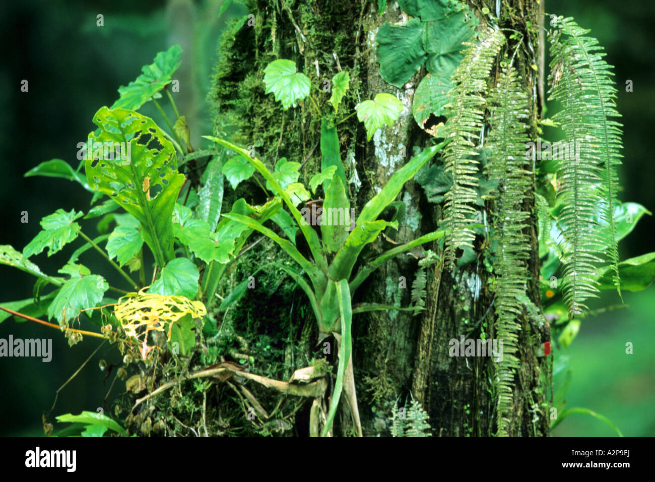 vegetation in tropical rain forest of Costa Rica, Costa Rica, Braulio ...