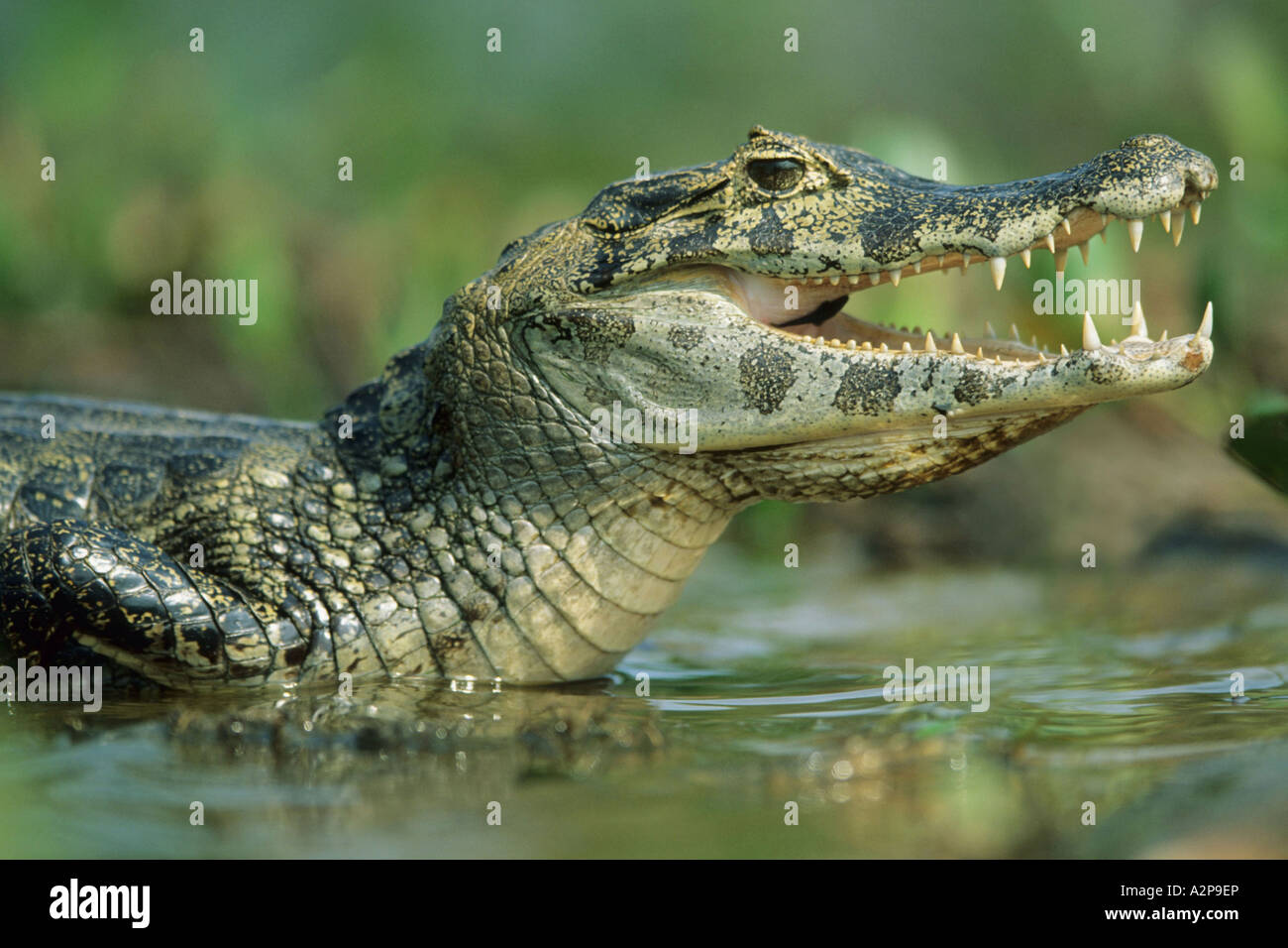 spectacled caiman (Caiman crocodilus), in shallow water with mouth open ...