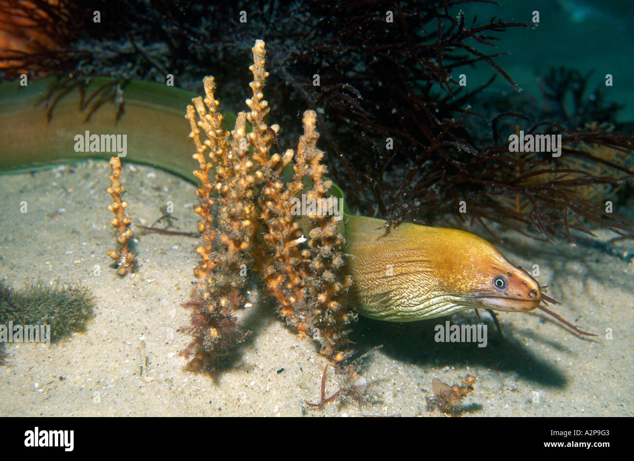 Nelson Bay Underwater Large yellow eel head Gymnopthorax prasinus Coral ...