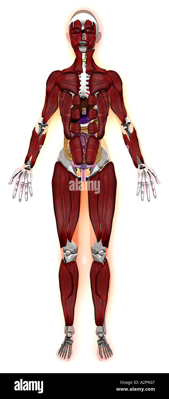 Female muscles human body Cut Out Stock Images & Pictures - Alamy