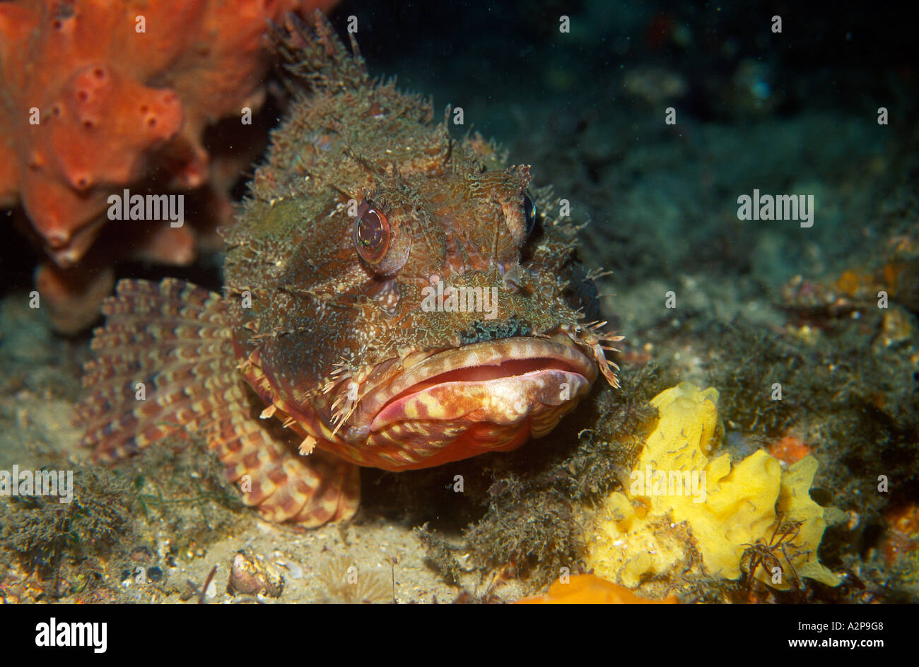 Rockcod hi-res stock photography and images - Alamy