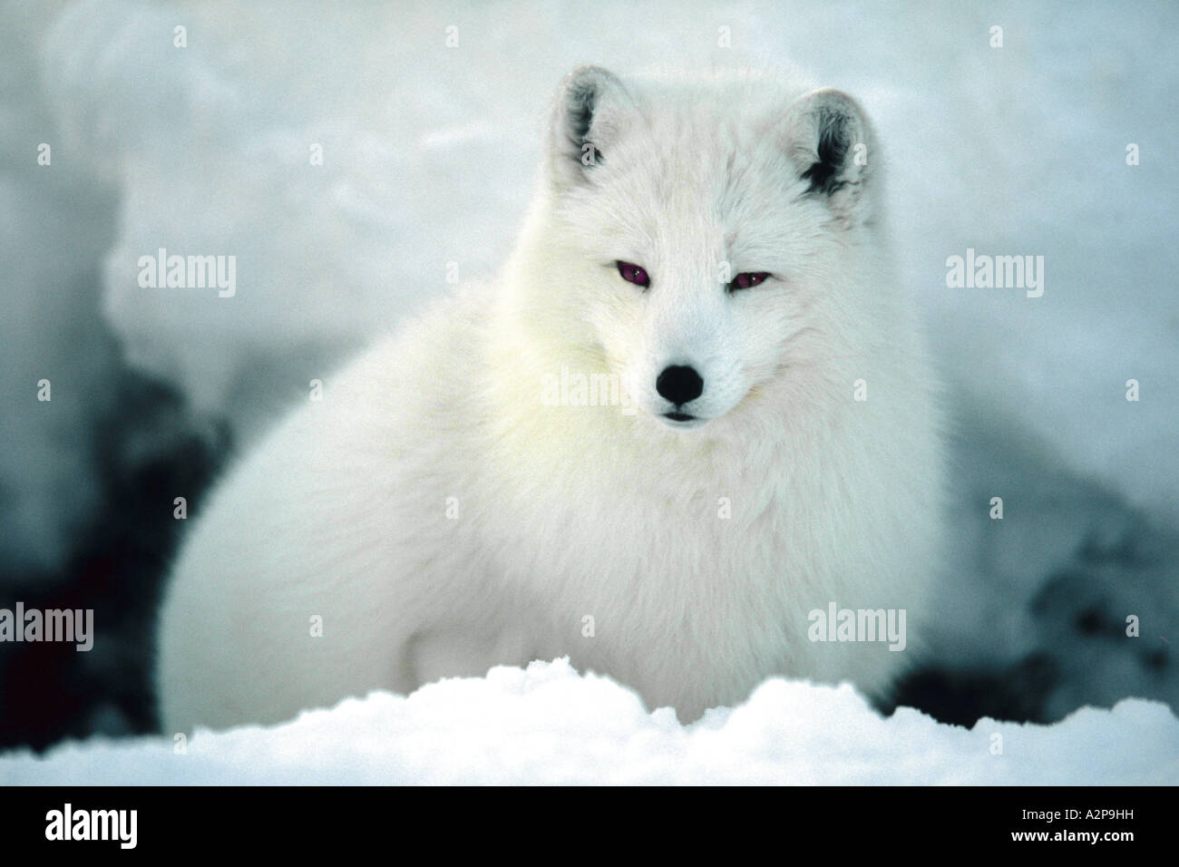 arctic fox (Alopex lagopus), winter fur, Finland Stock Photo - Alamy