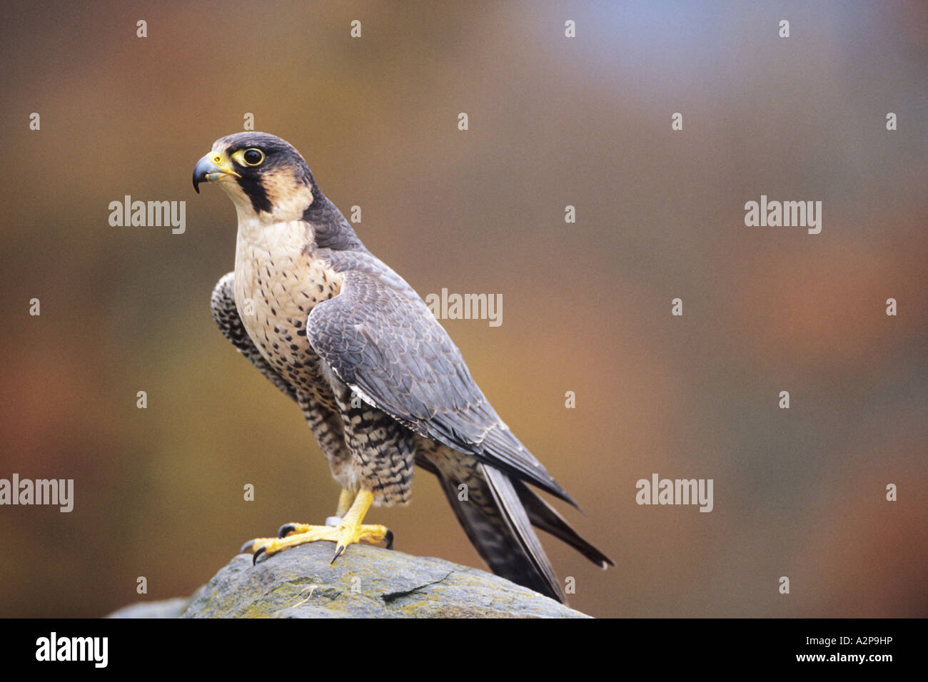peregrine falcon (Falco peregrinus), standing on a stone, Germany ...