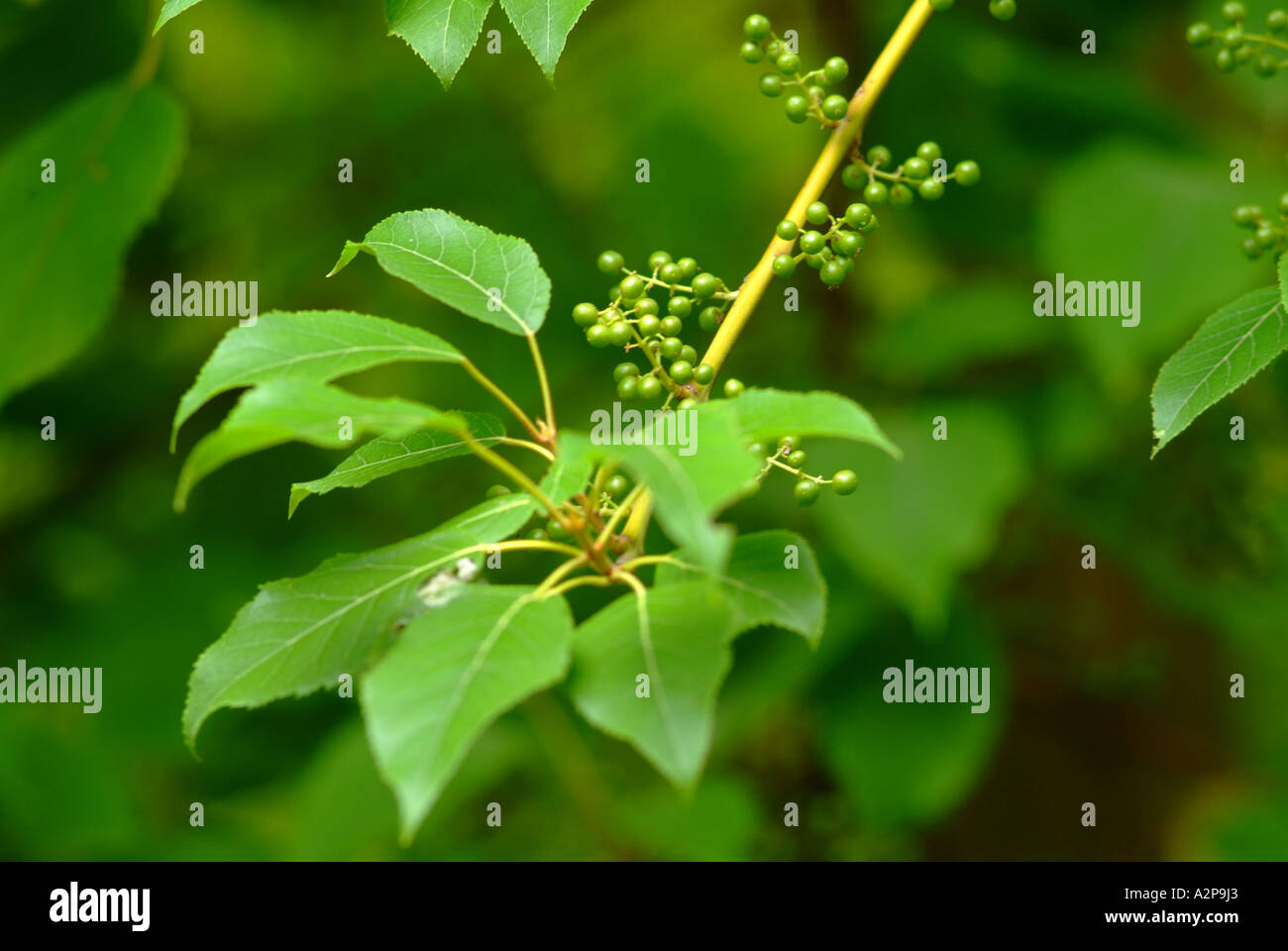 Aristotelia serrata aristotelia serrata hi-res stock photography and ...