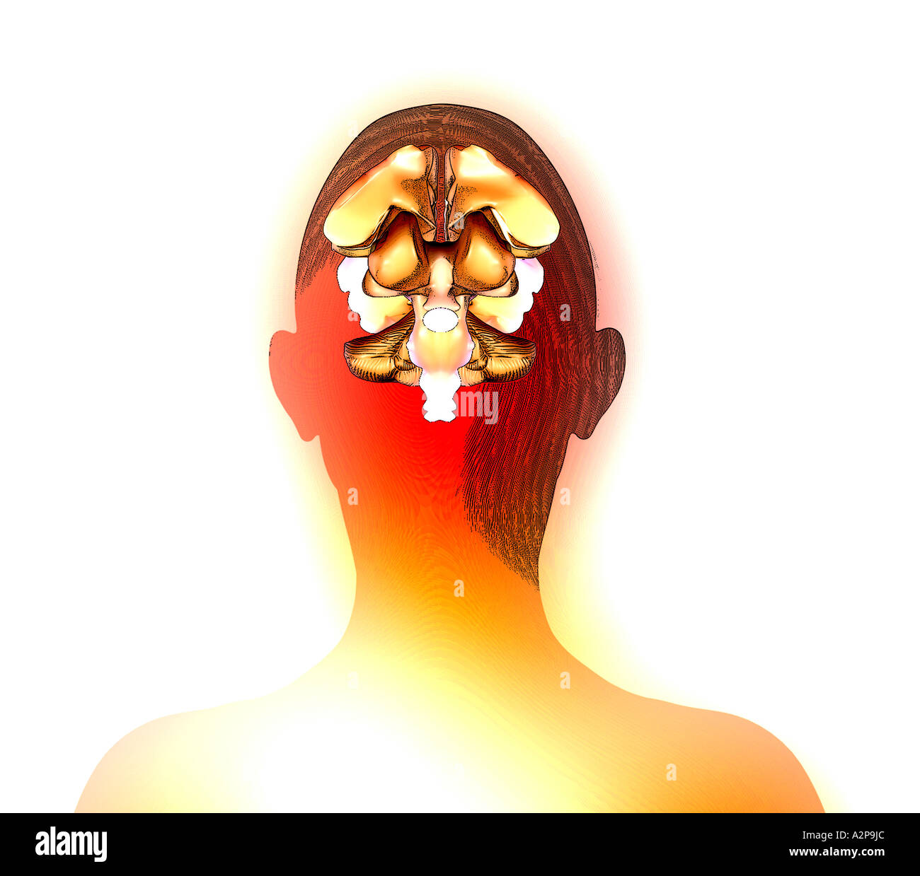 brain, cut away Stock Photo - Alamy