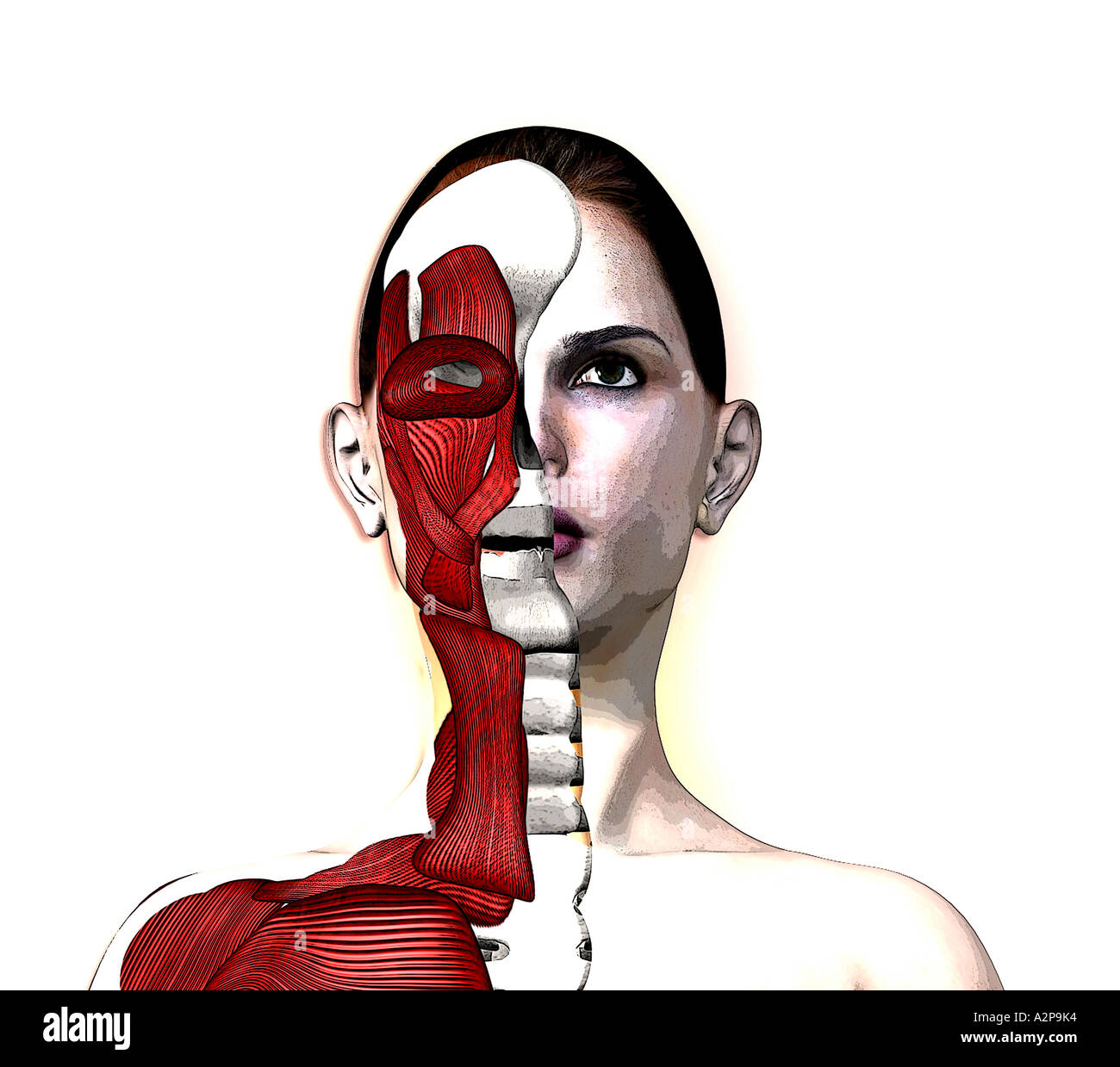 human facial structure Stock Photo - Alamy