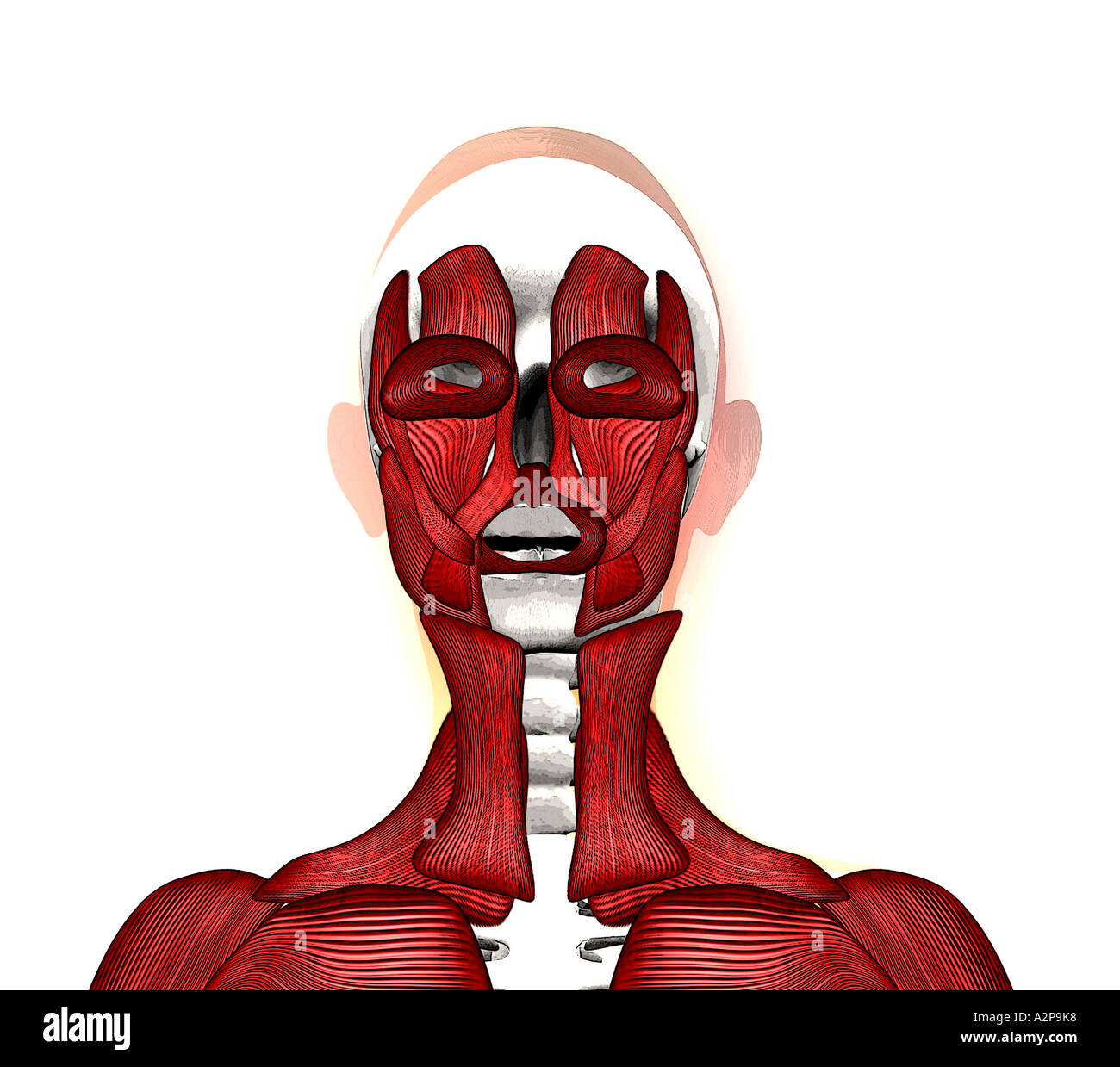 Human facial muscles Cut Out Stock Images & Pictures - Alamy