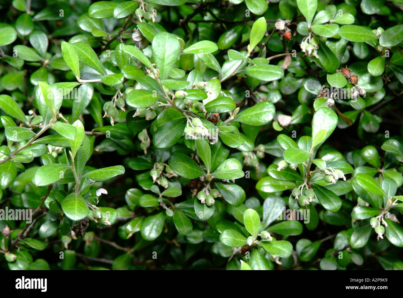 Korokio (Corokia buddleoides) native New Zealand plant Stock Photo - Alamy