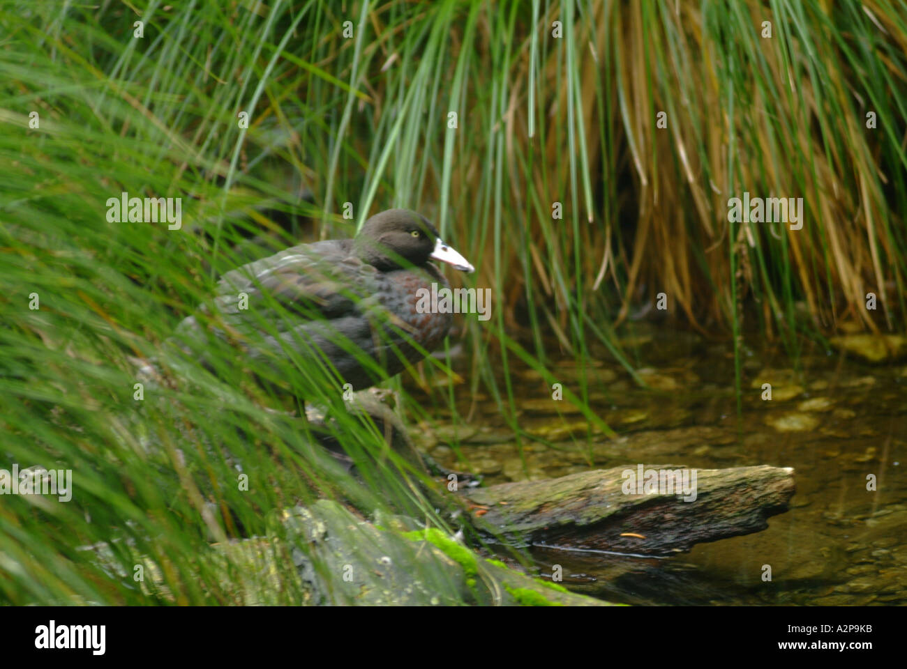 Native New Zealand Duck High Resolution Stock Photography and Images ...