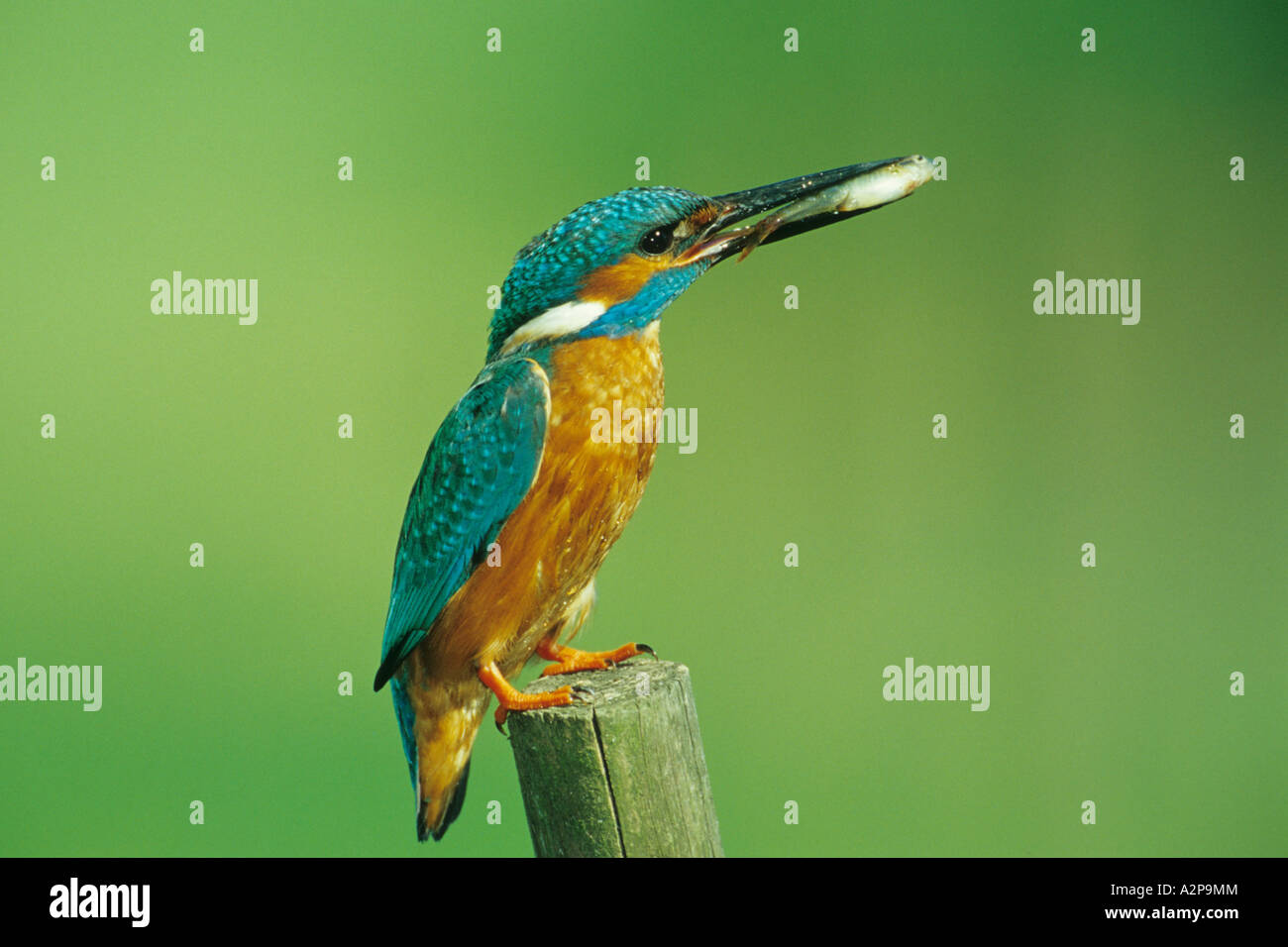 Kingfisher animal body part hi-res stock photography and images - Alamy