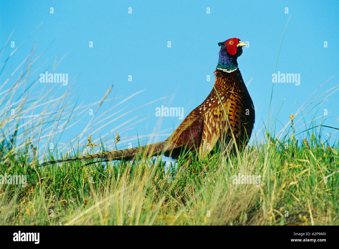 Animals bird phasianus colchicus one 1 colourful hi-res stock ...