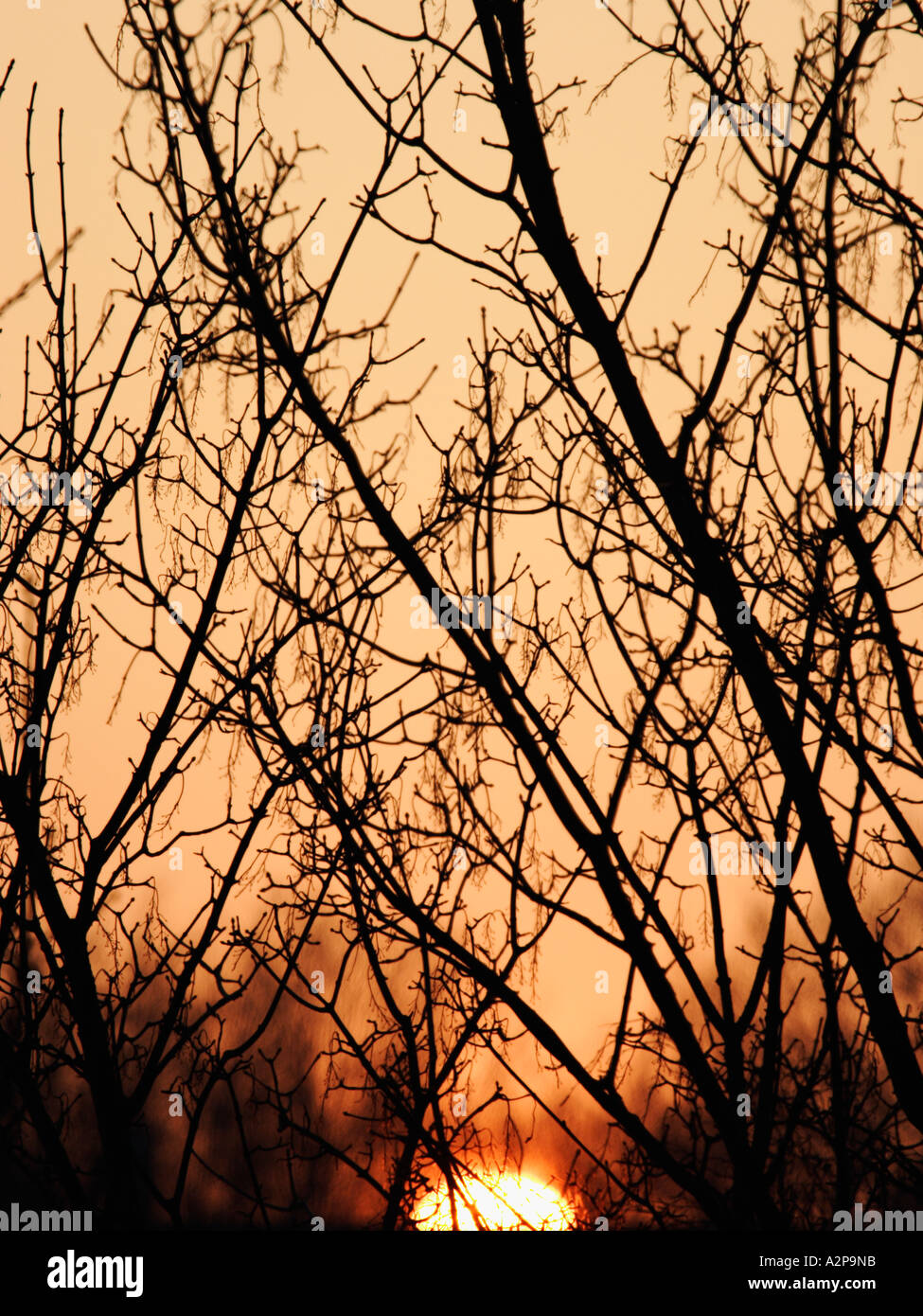Sunset with bare trees Stock Photo - Alamy