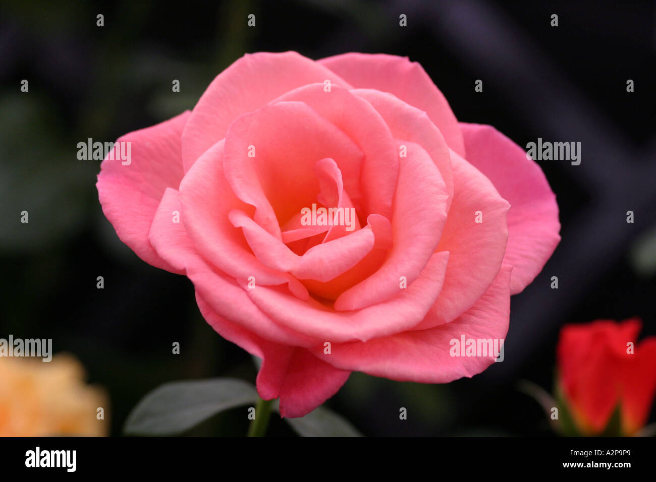Chelsea rose hi-res stock photography and images - Alamy