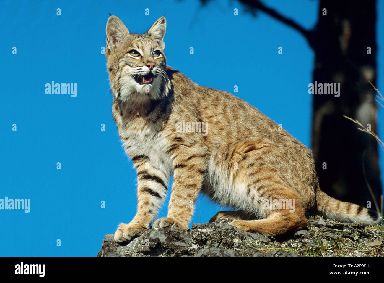 bobcat (Lynx rufus), sitting on rock spur, USA, Colorado Stock Photo ...