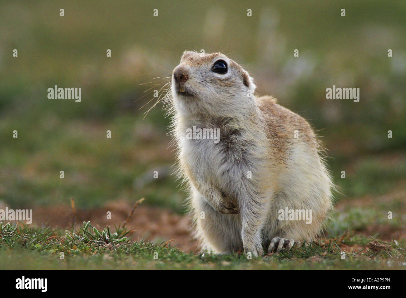 European ground squirrel, European suslik, European souslik (Citellus ...