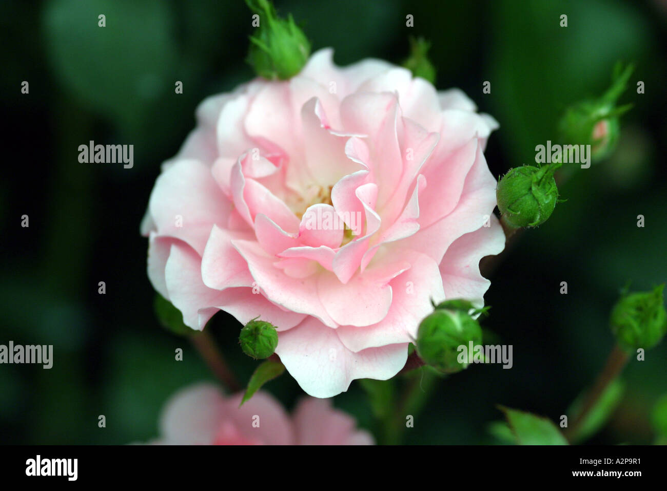 Chelsea rose hi-res stock photography and images - Alamy