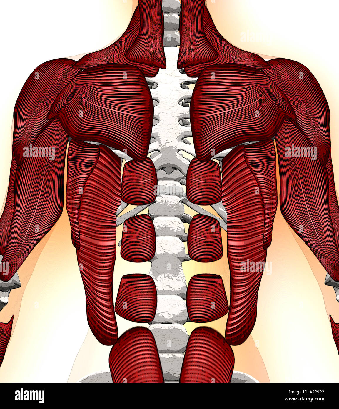 muscles of the upper body Stock Photo - Alamy