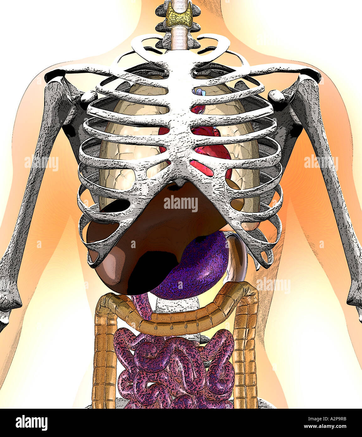 skeleton with internal organs Stock Photo - Alamy