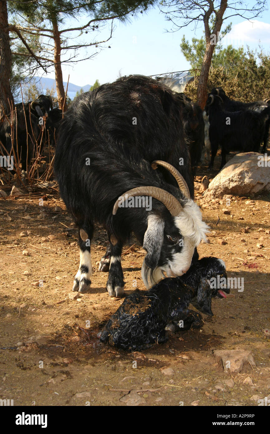 goat (Capra aegagrus f. hircus), goat licking new born fawn, Turkey ...