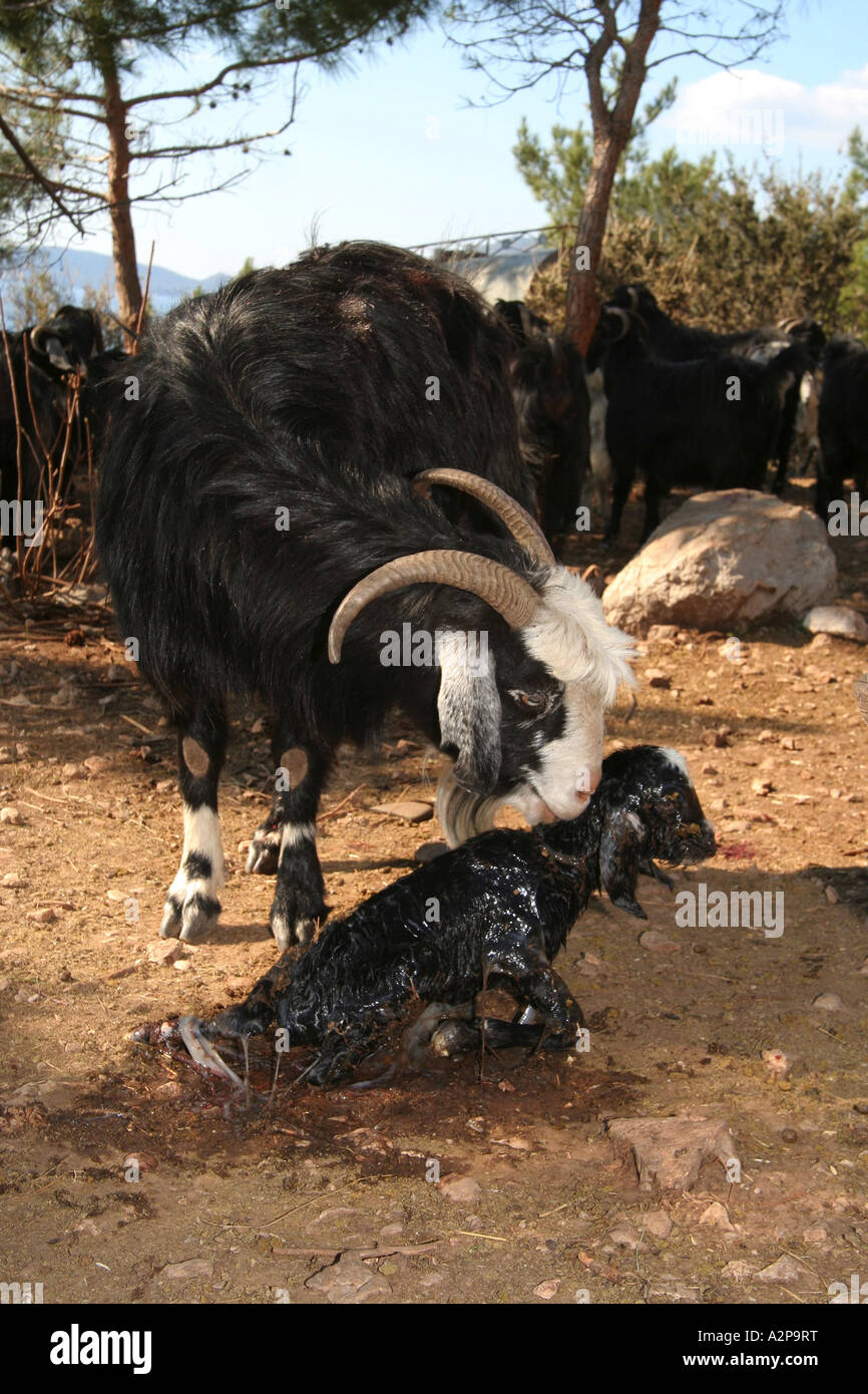 goat (Capra aegagrus f. hircus), goat licking new born fawn, Turkey ...