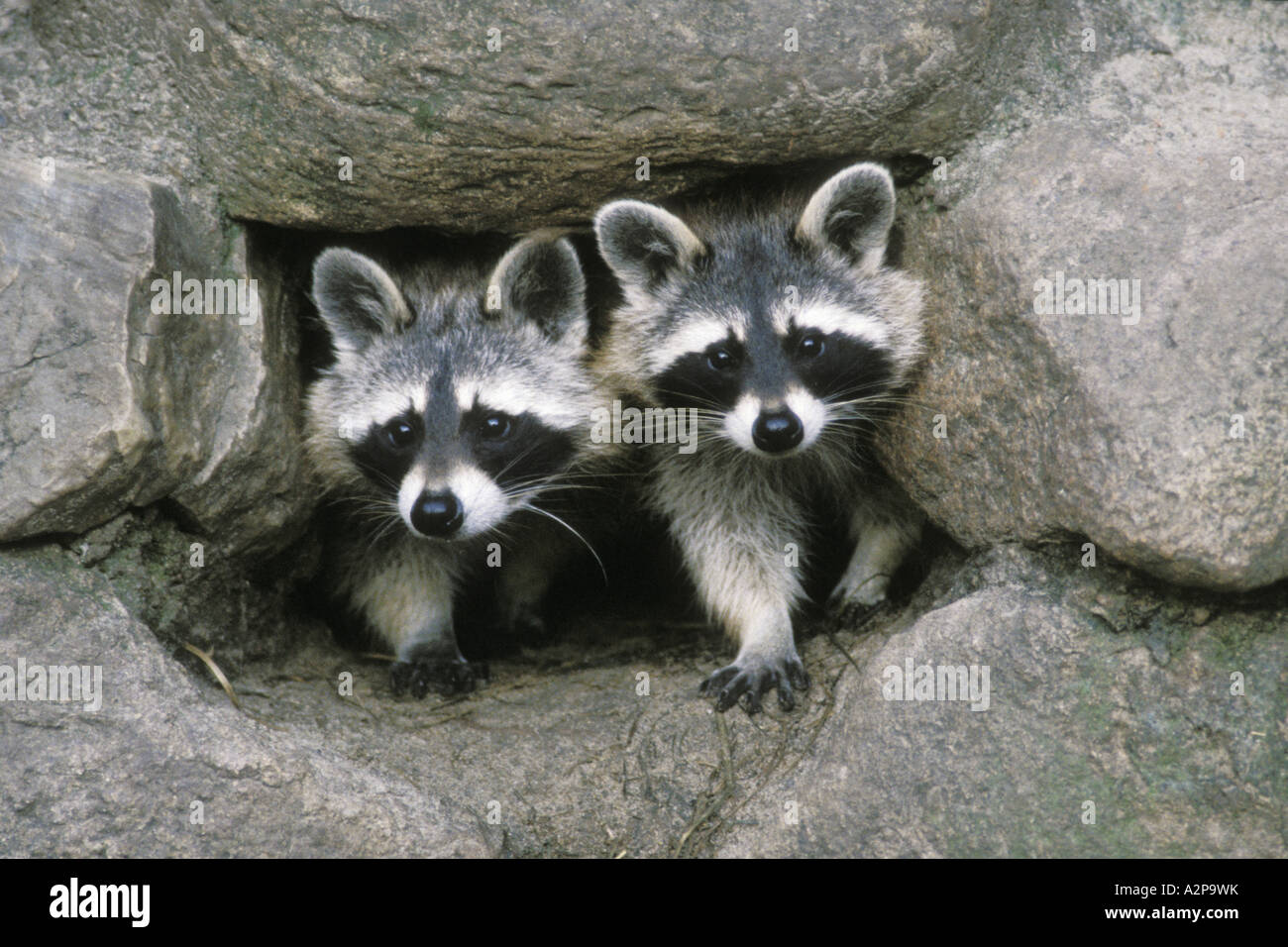 common raccoon (Procyon lotor), two animals looking out of a cave Stock ...