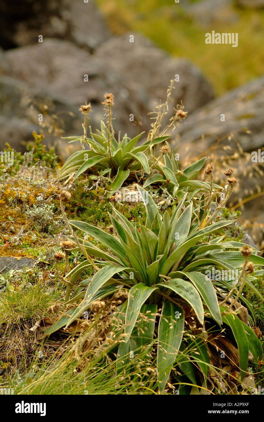 Mountain Daisy, Coton Plant (Clemisia semicordata), alpine vegetation ...