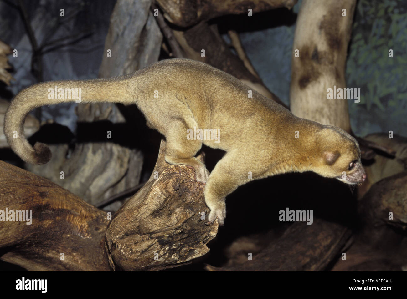 Kinkajou Animal