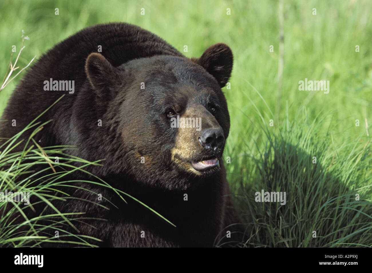 American black bear (Ursus americanus), single animal between grass ...