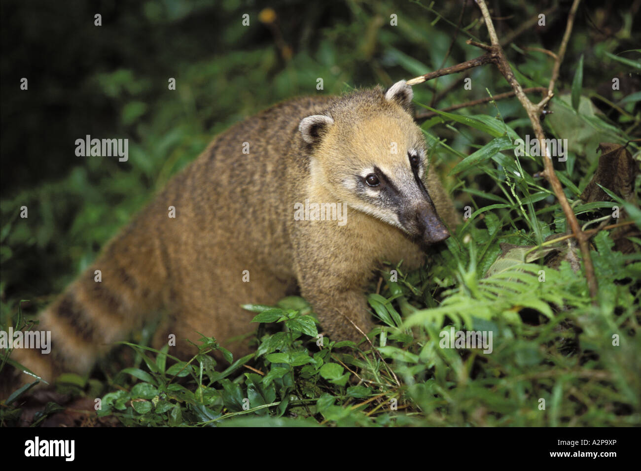 Coati (Nasua nasua), single animal searching for food, Brazil, Iguassu ...