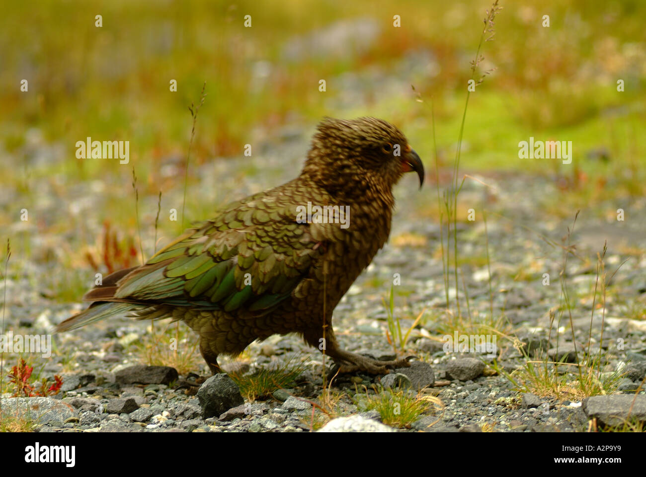 Kea (Nestor notabilis) New Zealand's mountain parrot Stock Photo - Alamy