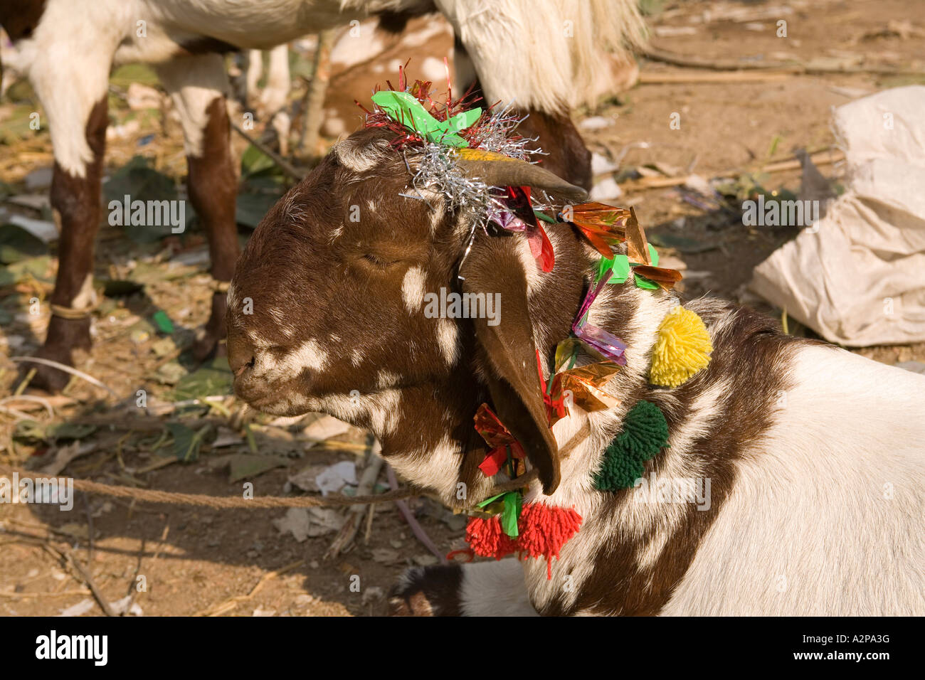 India Delhi Old Delhi Eid al Adha moslem festival goats awaiting ...