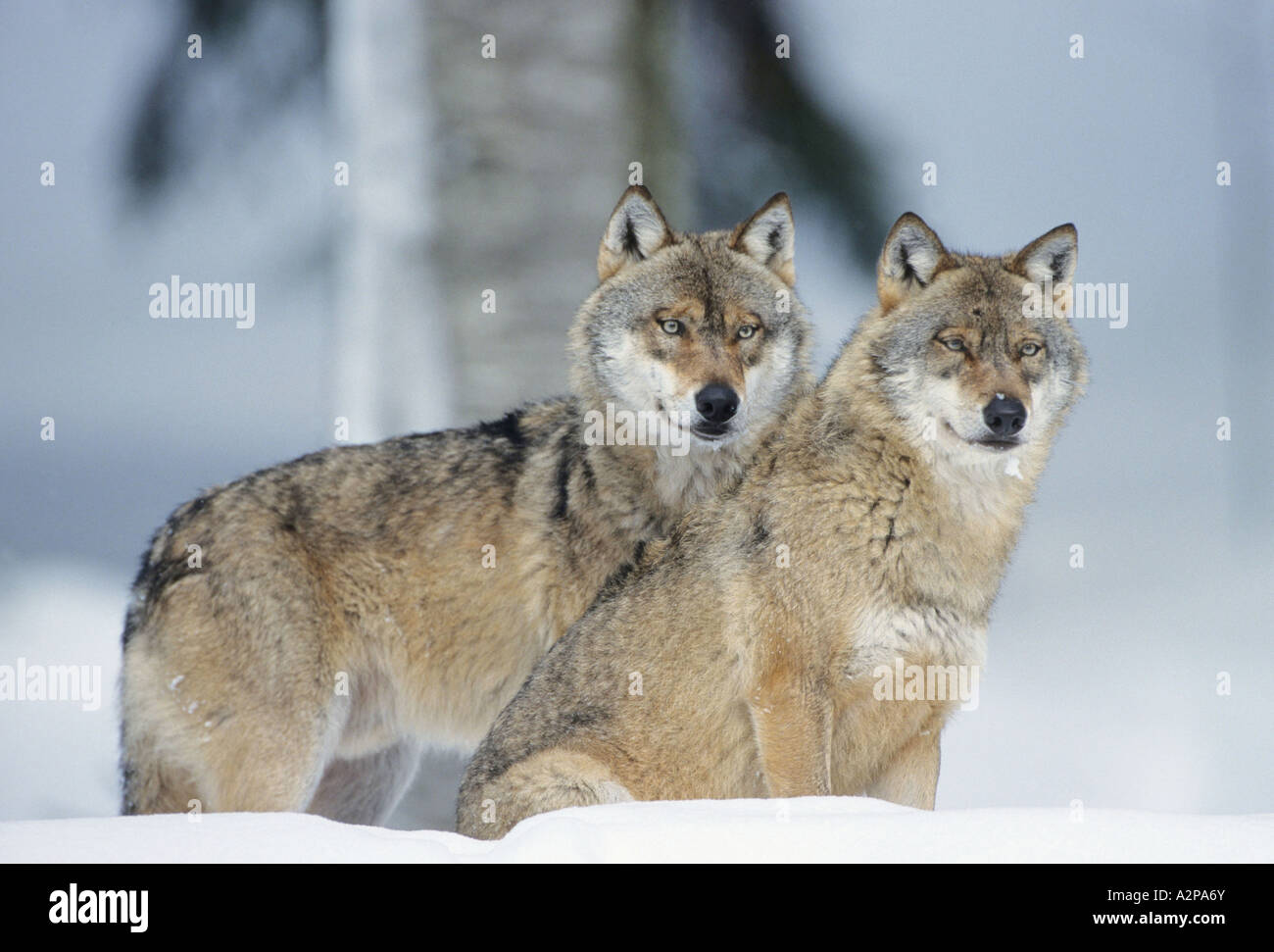European gray wolf (Canis lupus lupus), in snow, Germany, Bavaria, NP ...