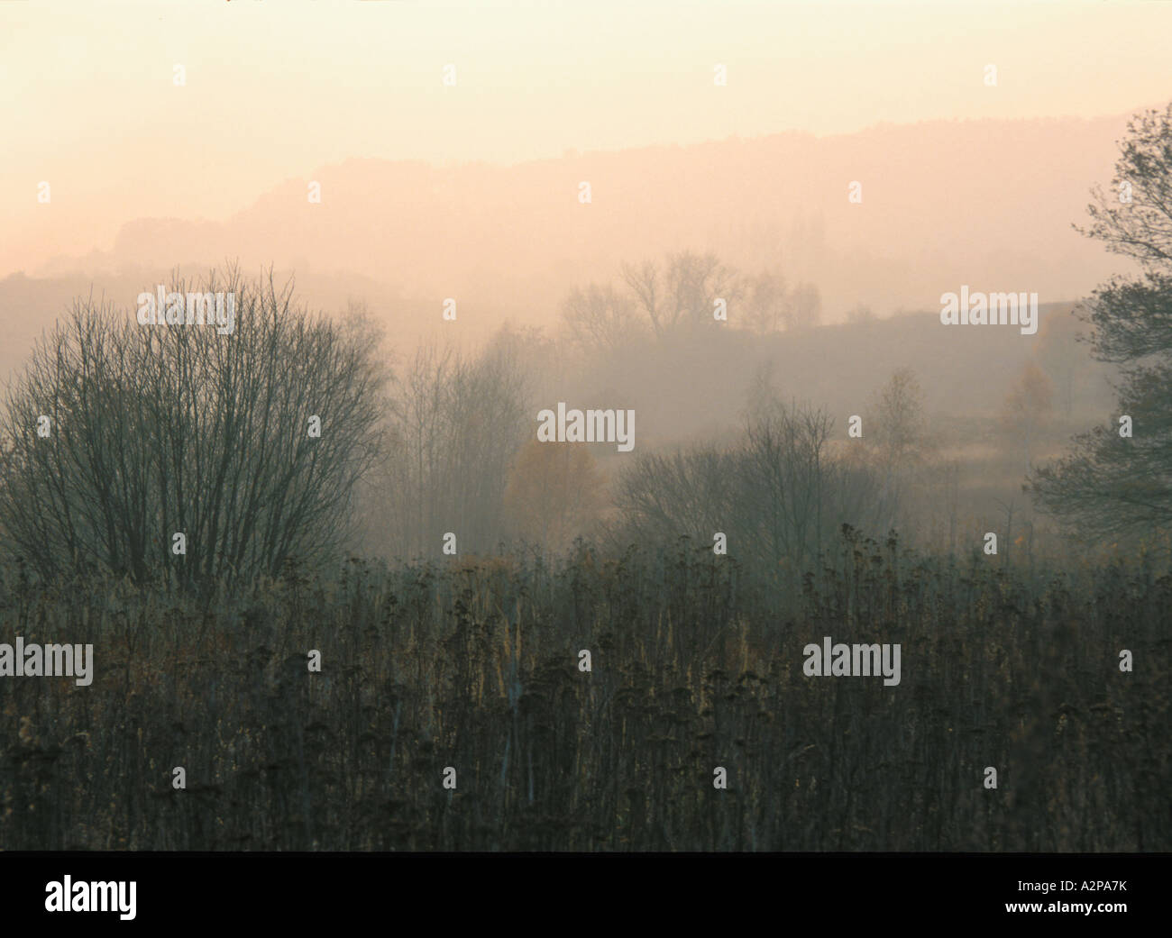 Trees in fog Stock Photo - Alamy