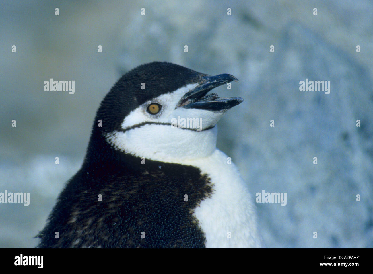 bearded penguin, chinstrap penguin (Pygoscelis antarctica), young ...