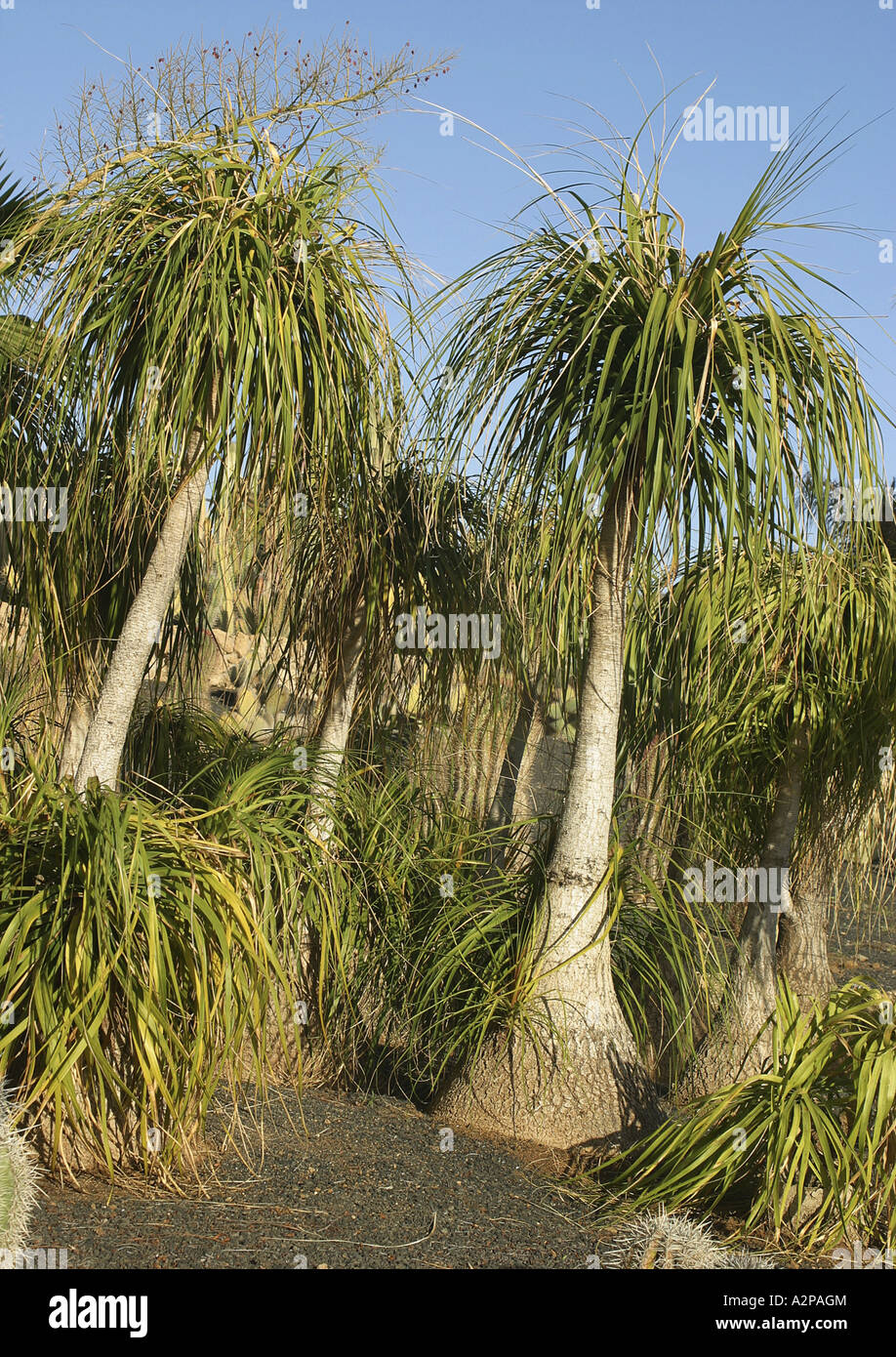Elephants foot trees hi-res stock photography and images - Alamy