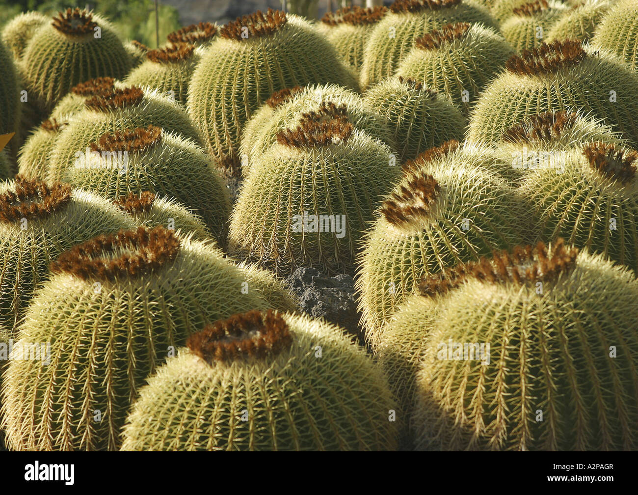 barrel cactus (Echinocactus grusonii Stock Photo - Alamy